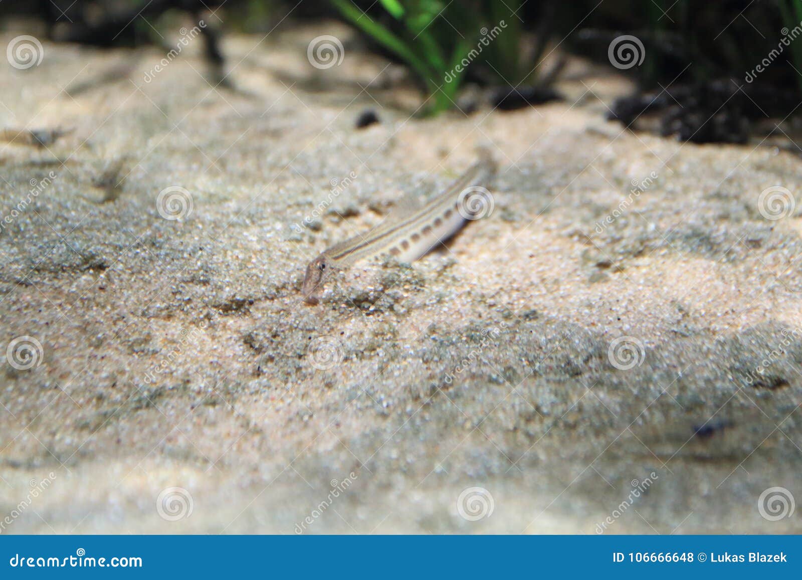 Spined Loach, Cobitis Taenia Is Resting Royalty-Free Stock Image ...
