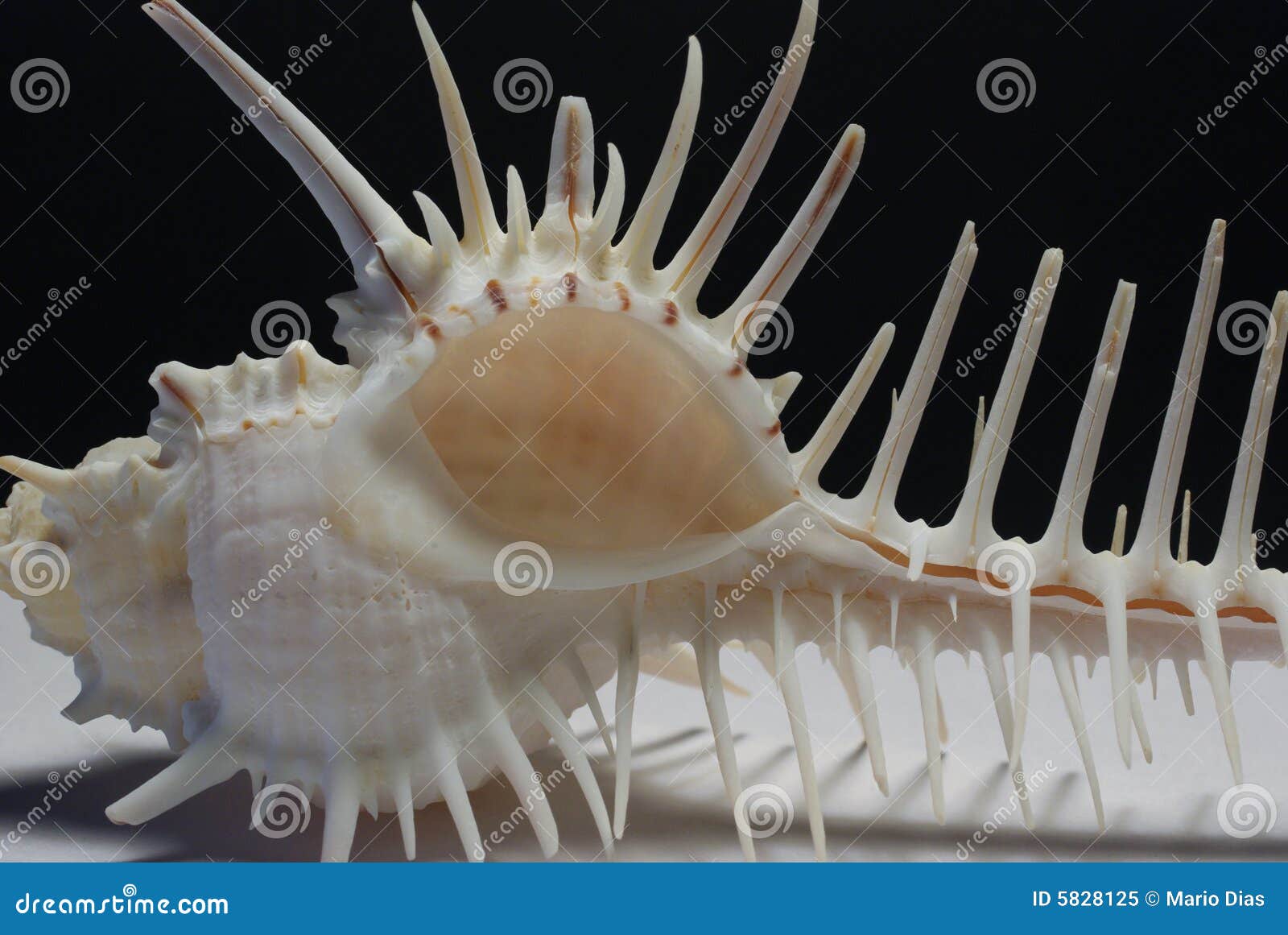 Spined sea shell stock image. Image of cockleshell, island - 5828125