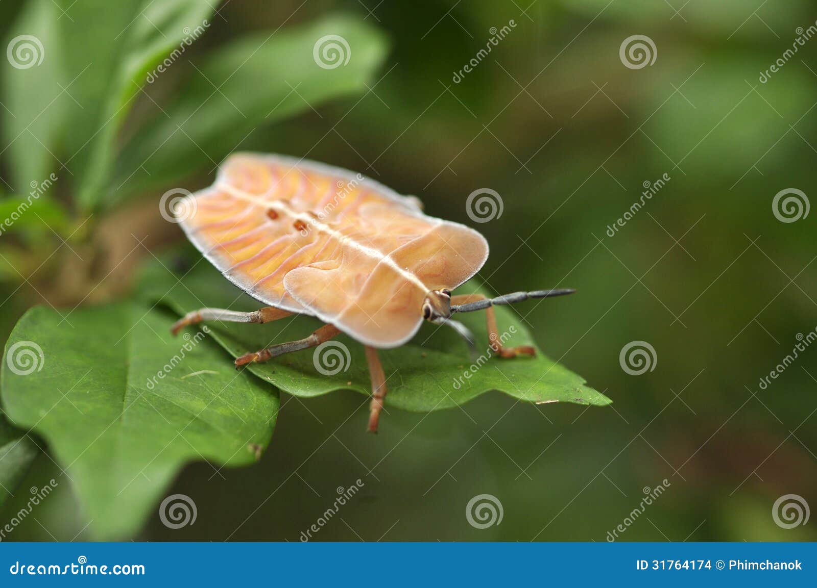 Spined stink bug stock photo. Image of bugs, insects - 31764174