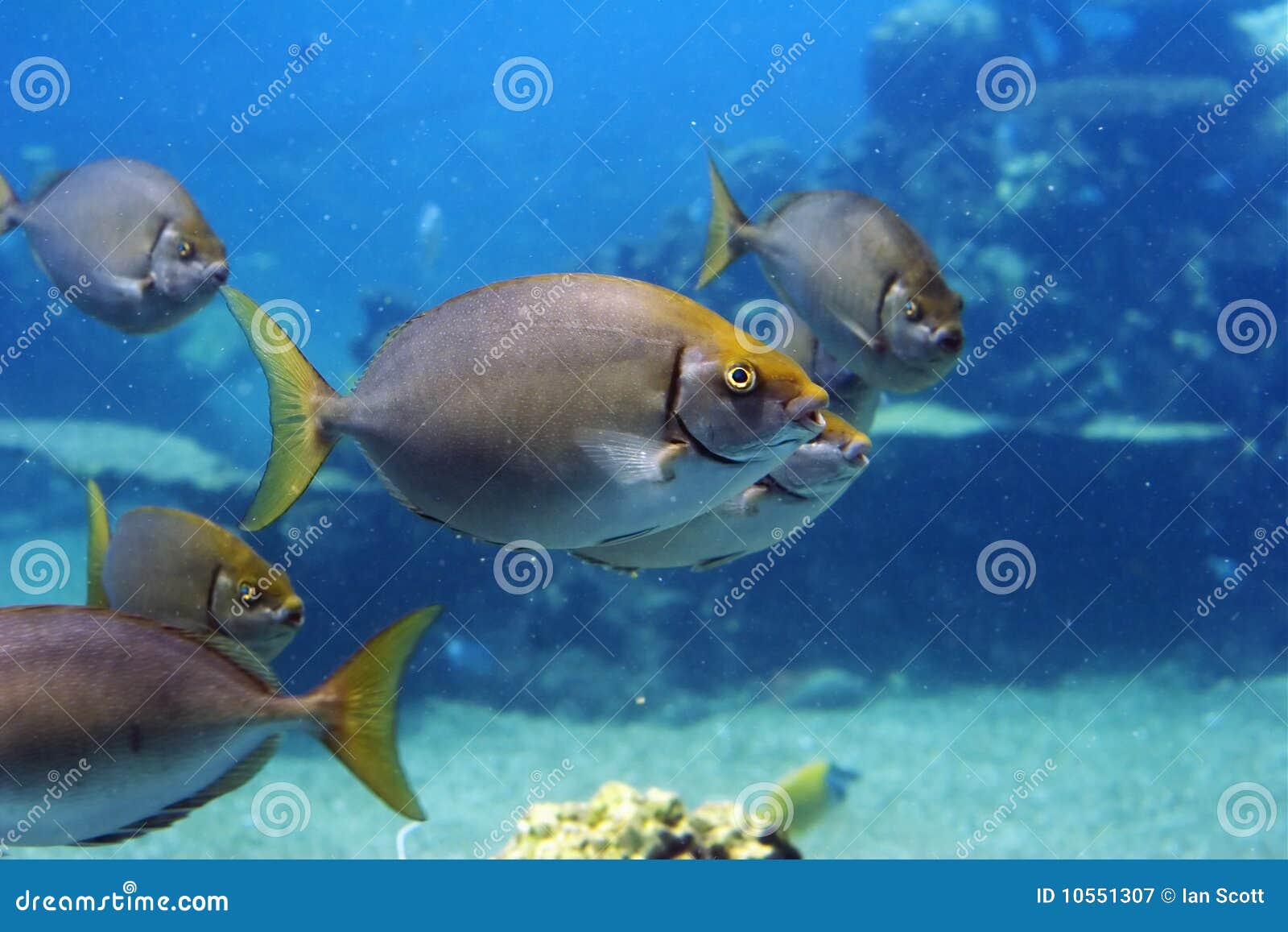Spinefoot stock image. Image of school, australia, rabbitfish - 10551307