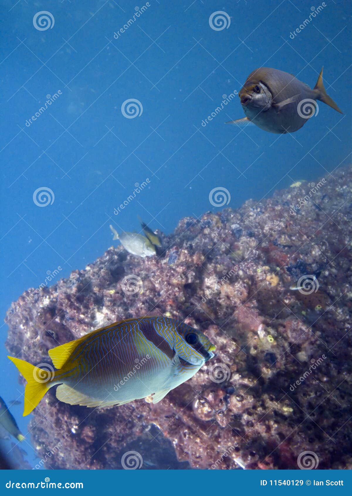 Spinefoot stock image. Image of rabbit, rabbitfish, aquarium - 11540129