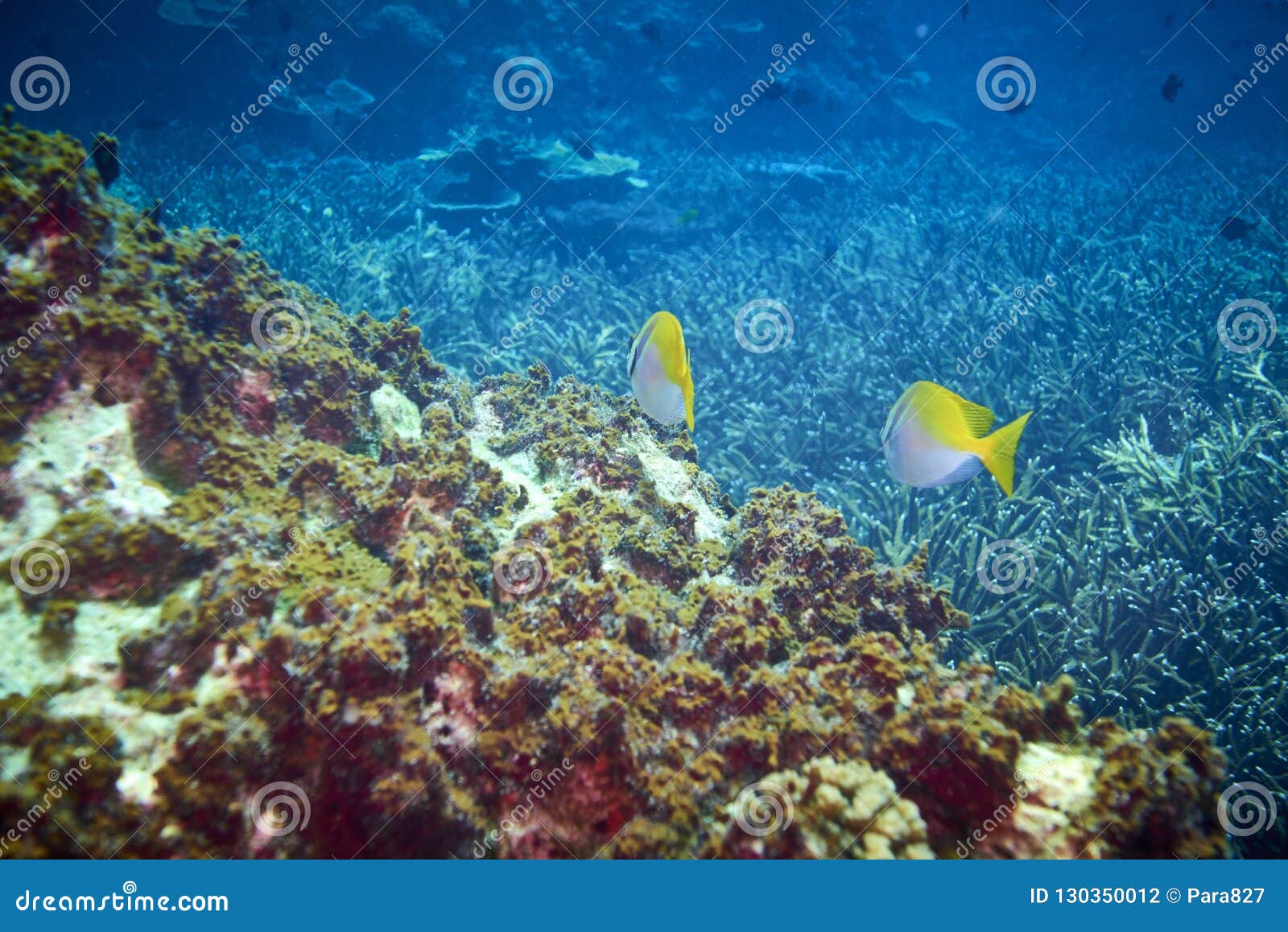 Spinefoot De Barhead Ou Rabbitfish Virgate Foto de Stock - Imagem de ...
