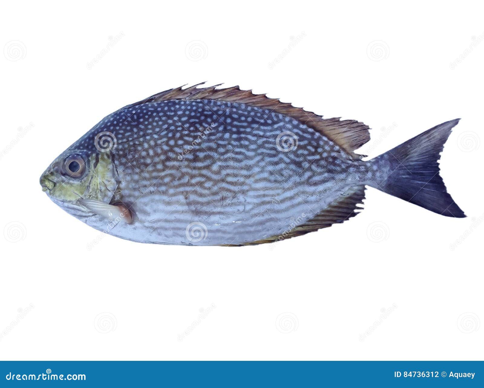 Spinefoot fish stock photo. Image of farming, asia, food - 84736312