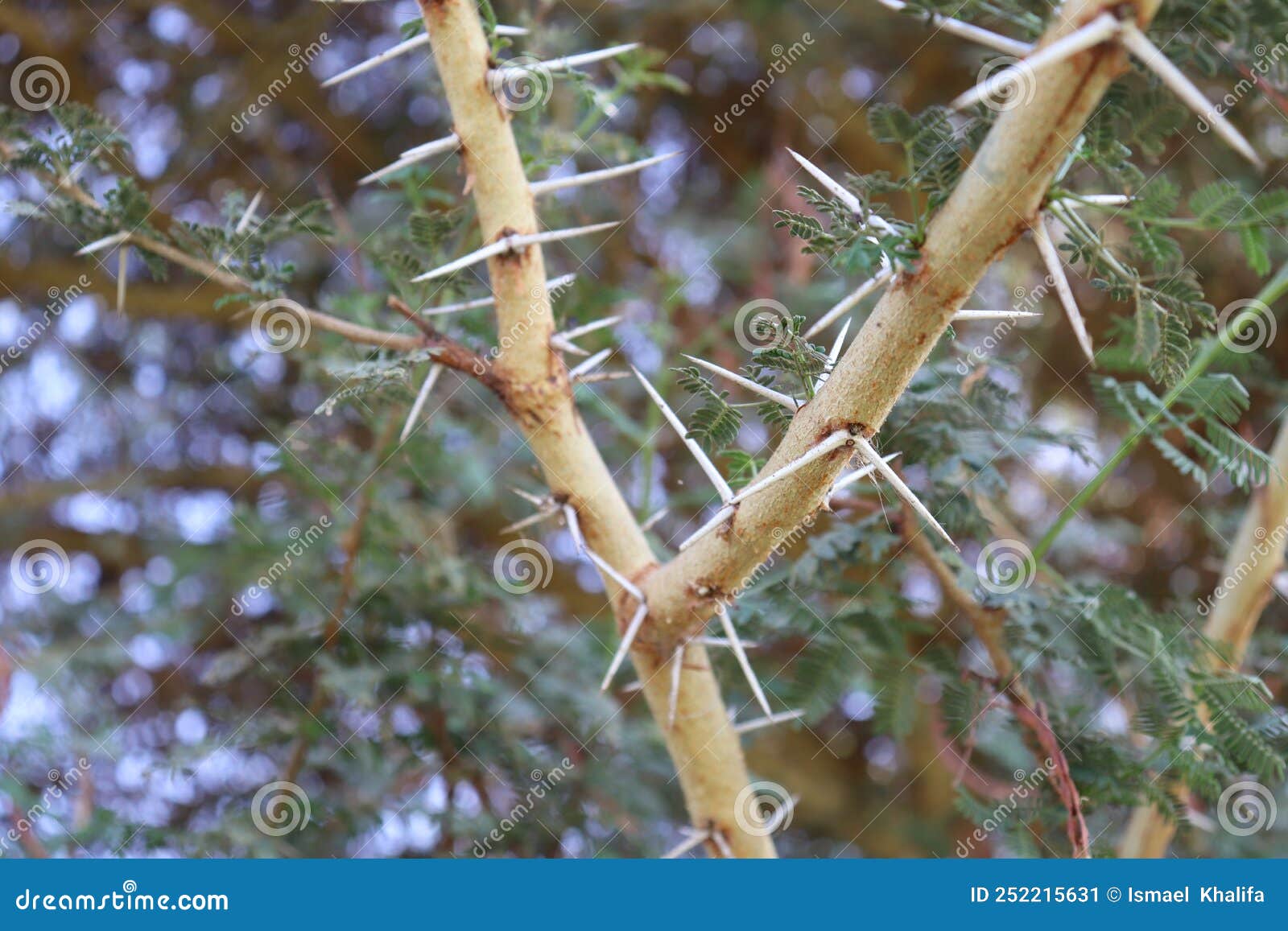 Acacia Nilotica Habit Or Gum Arabic Tree Royalty-Free Stock Photo ...
