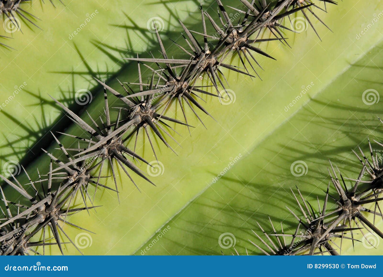 Spines on cactus stock photo. Image of macro, single, cactus - 8299530