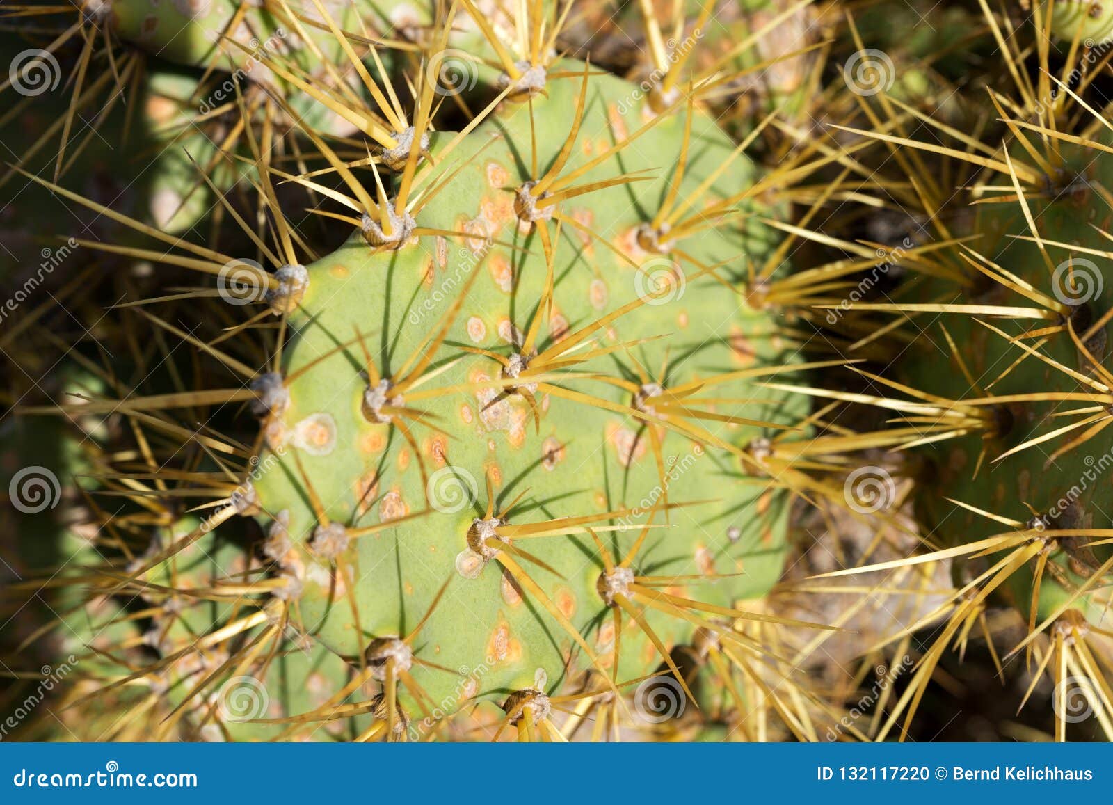Spines on Cactus, Background Cactus with Spines Stock Photo - Image of ...
