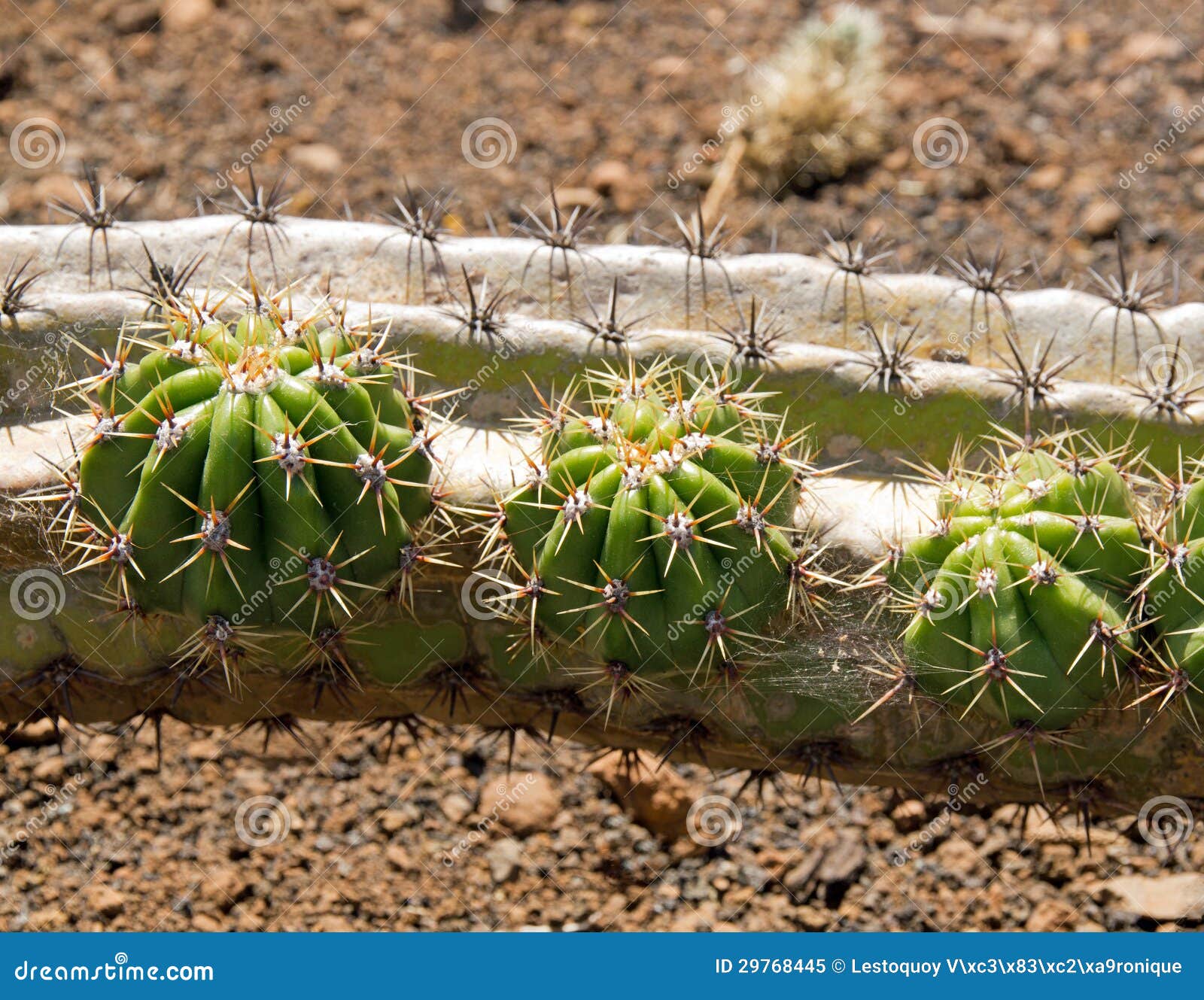Spines of the cactus stock image. Image of cactus, desert - 29768445