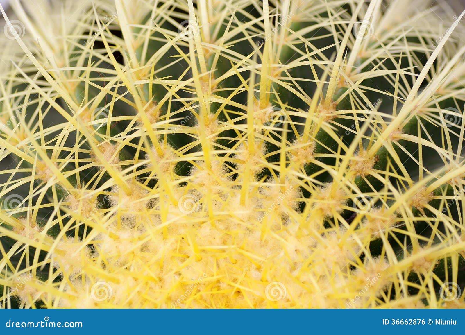 Spines on the cactus stock photo. Image of plant, globular - 36662876