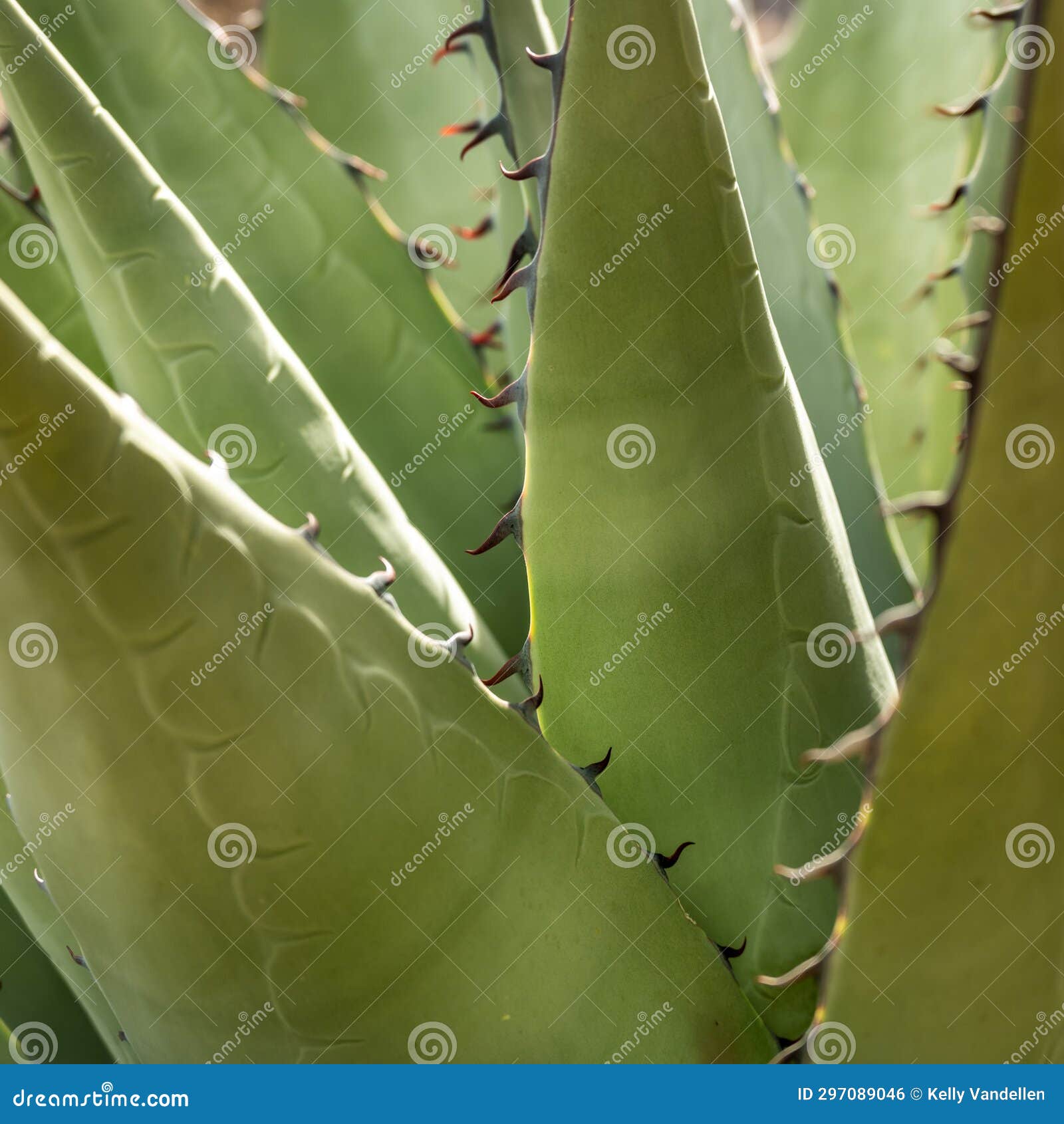 Spines on the Edge of Agave Plant Leaves Stock Photo - Image of tangle ...