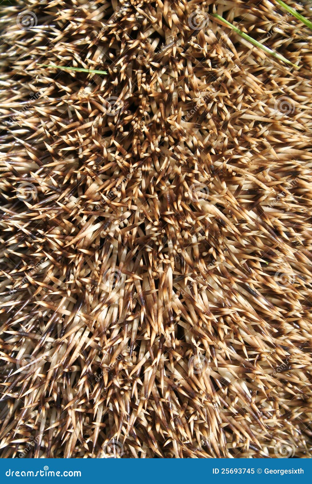 Spines on a Hedgehog Erinaceus Europaeus Stock Image - Image of ...
