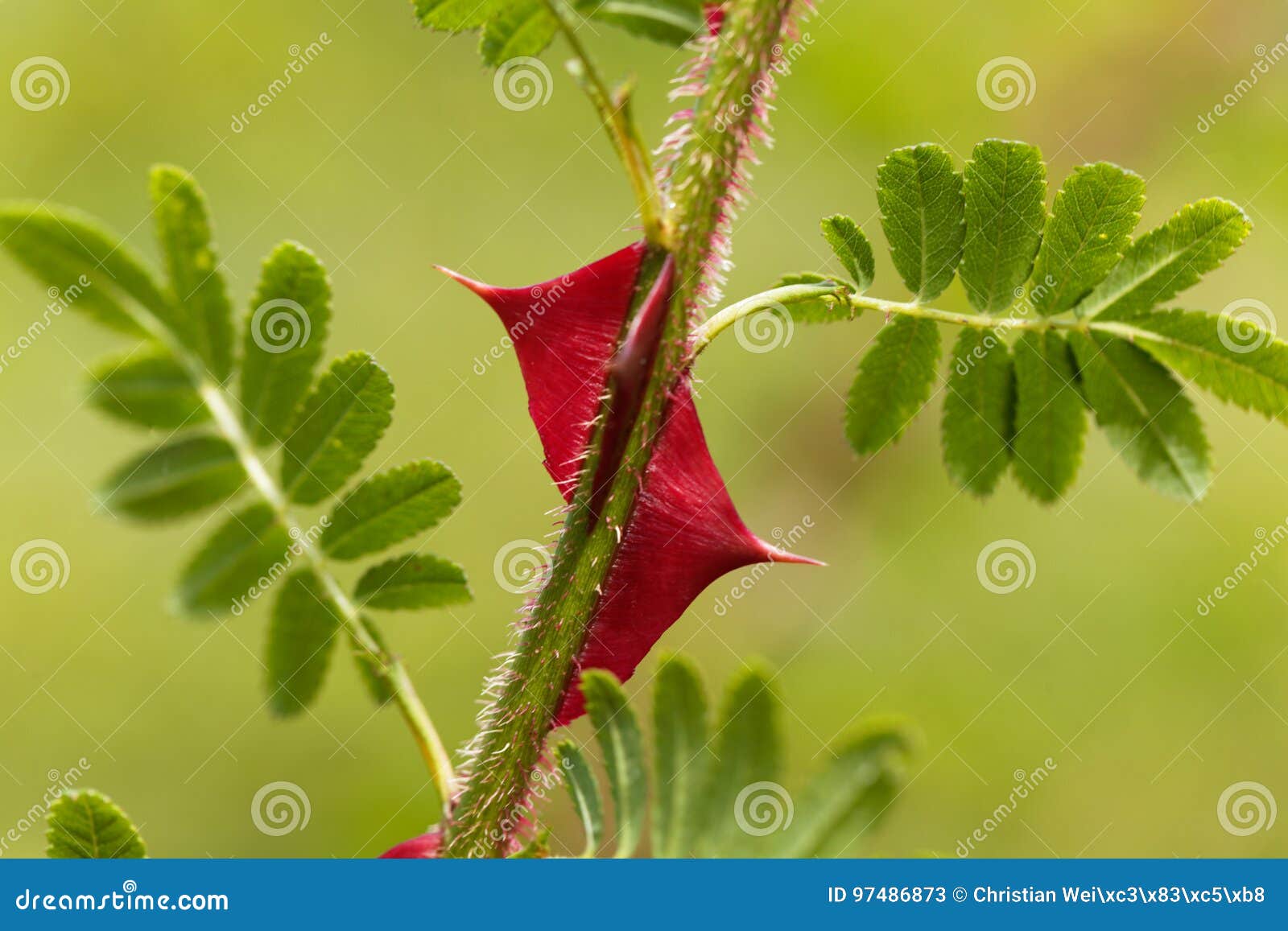 Spines of Rosa omeiensis. stock image. Image of garden - 97486873