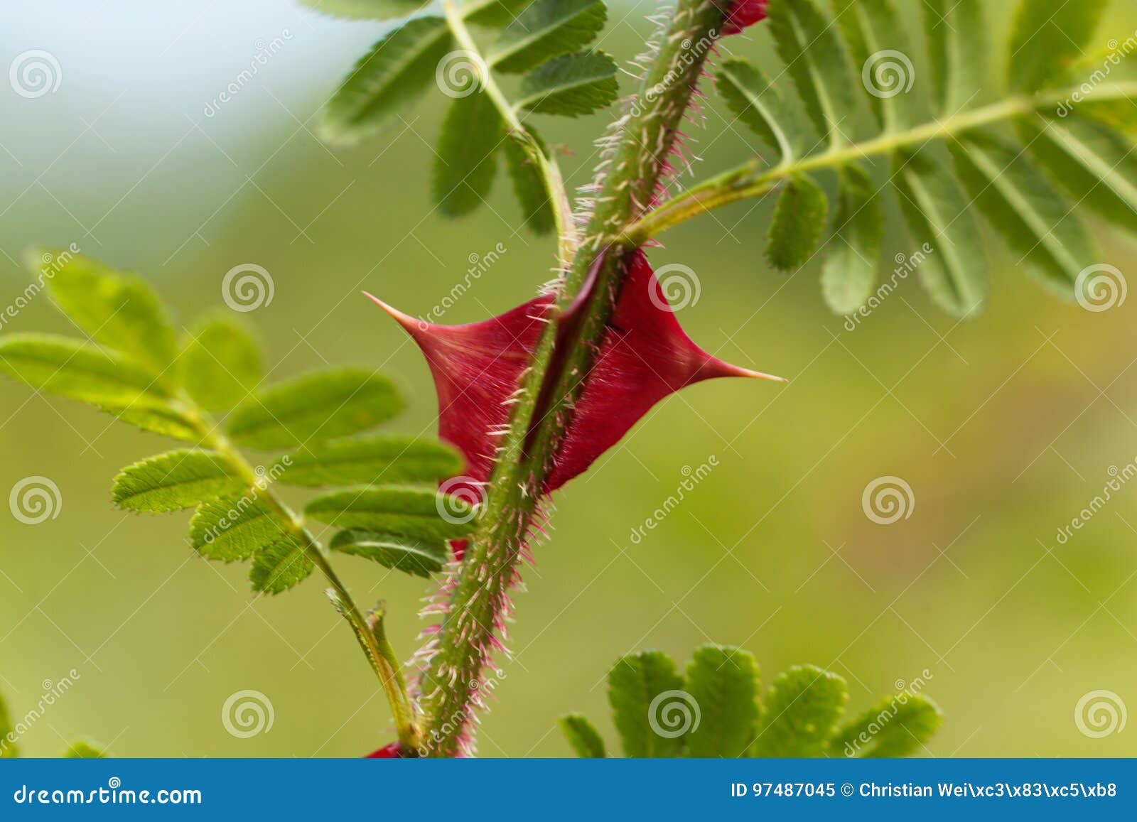 Spines of Rosa omeiensis. stock image. Image of flowerbed - 97487045