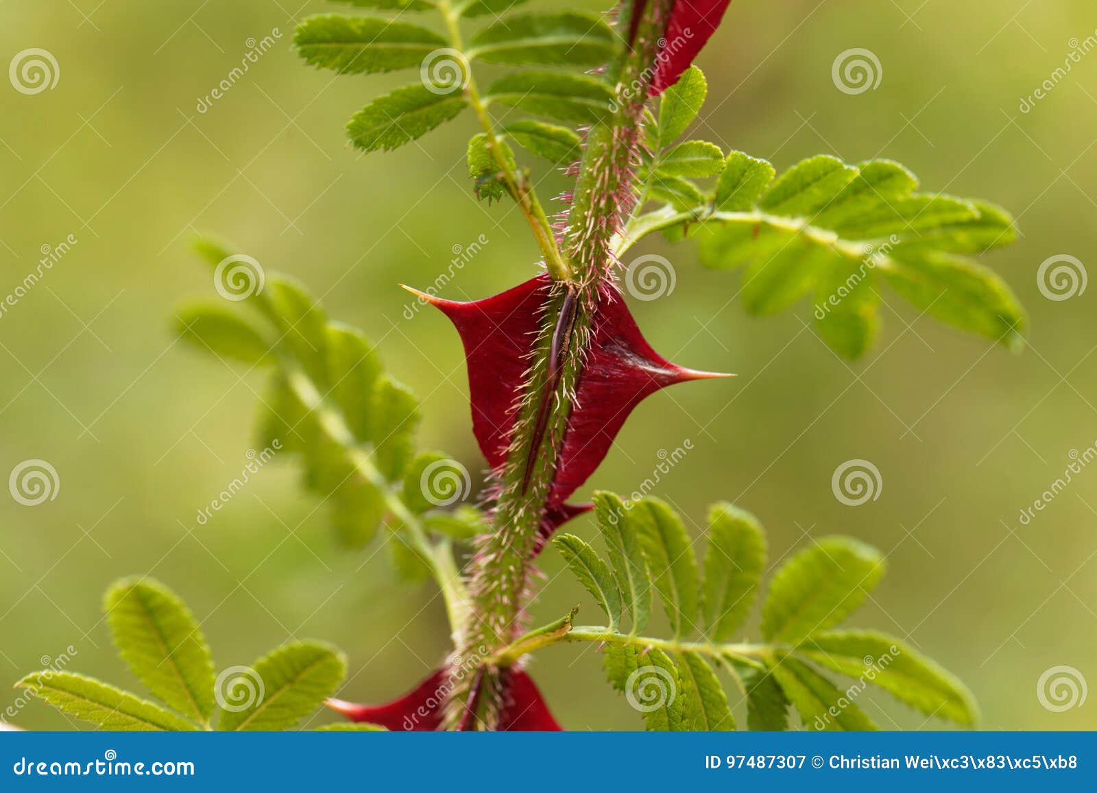 Spines of Rosa omeiensis. stock image. Image of prickles - 97487307
