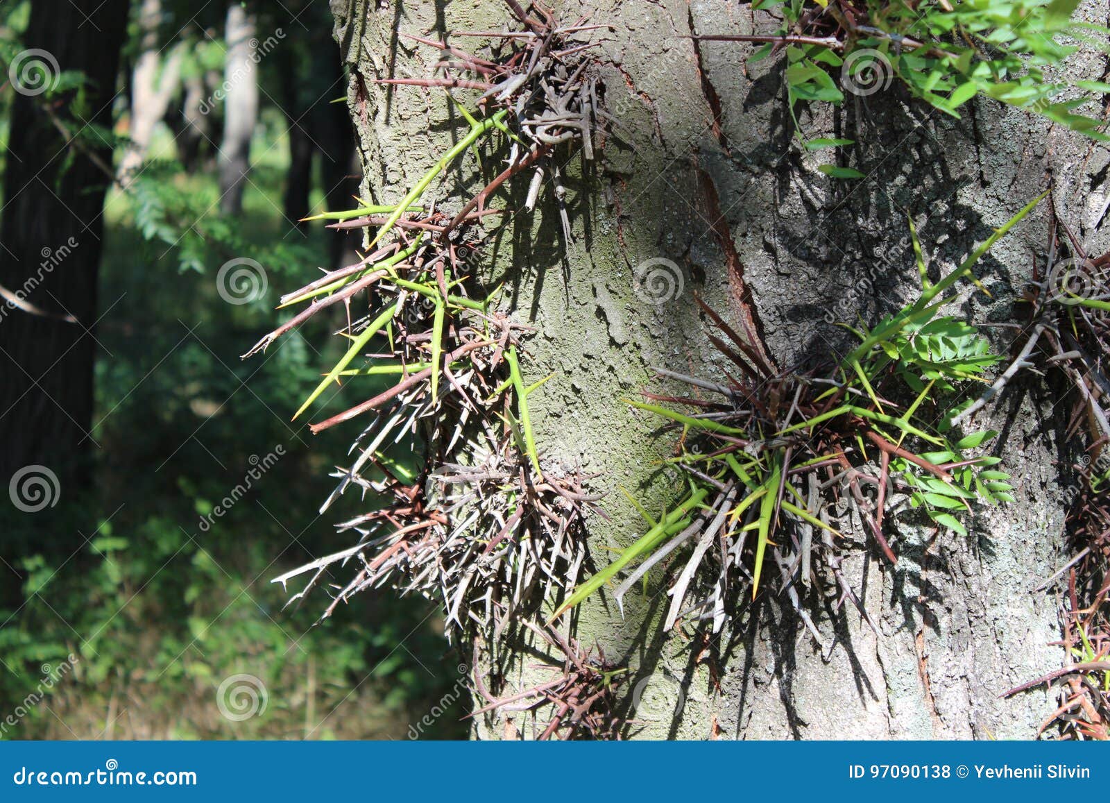 Big Tree Of Sophora Japonica In The Park Royalty-Free Stock Photo ...