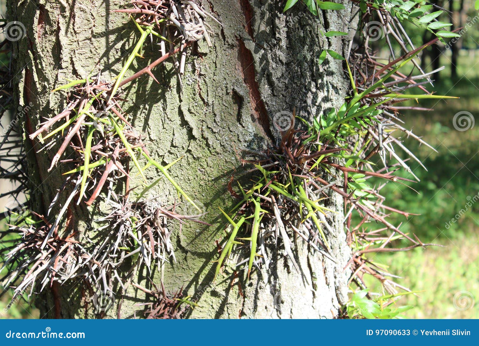 Big Tree Of Sophora Japonica In The Park Royalty-Free Stock Photo ...