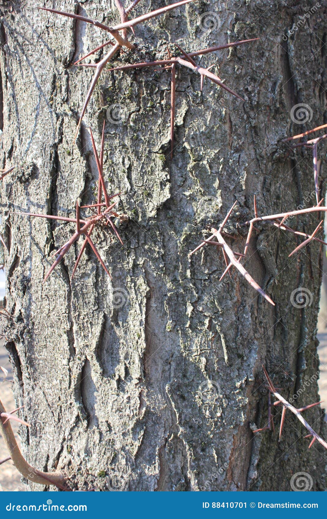 Spines on the Trunk of the Tree Acacia Stock Image - Image of stone ...