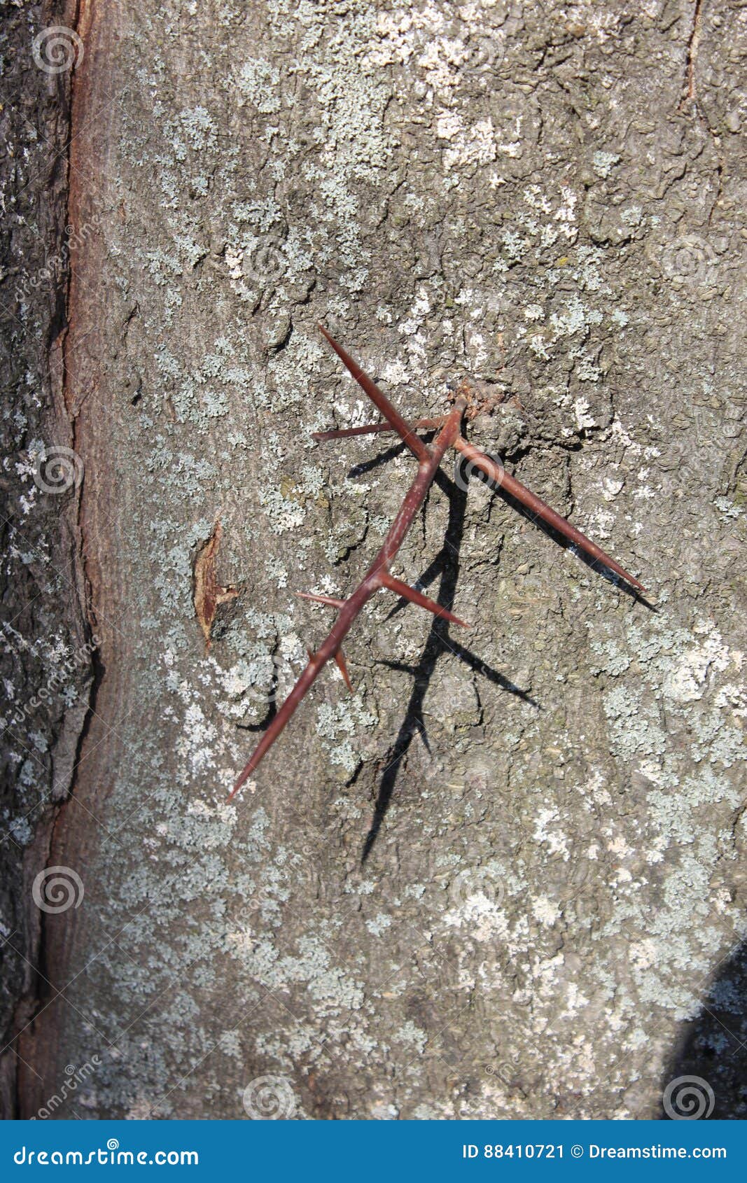Spines Of Acacia Gleditsia Triacanthos Royalty-Free Stock Photo ...