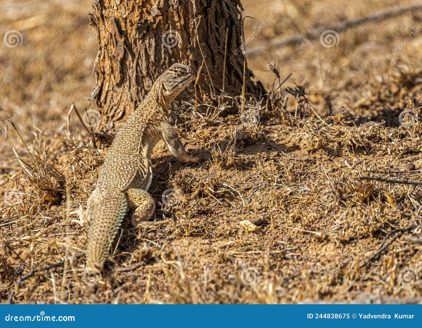 Spinetail Lizard in the Forest Stock Image - Image of predator, indoor ...
