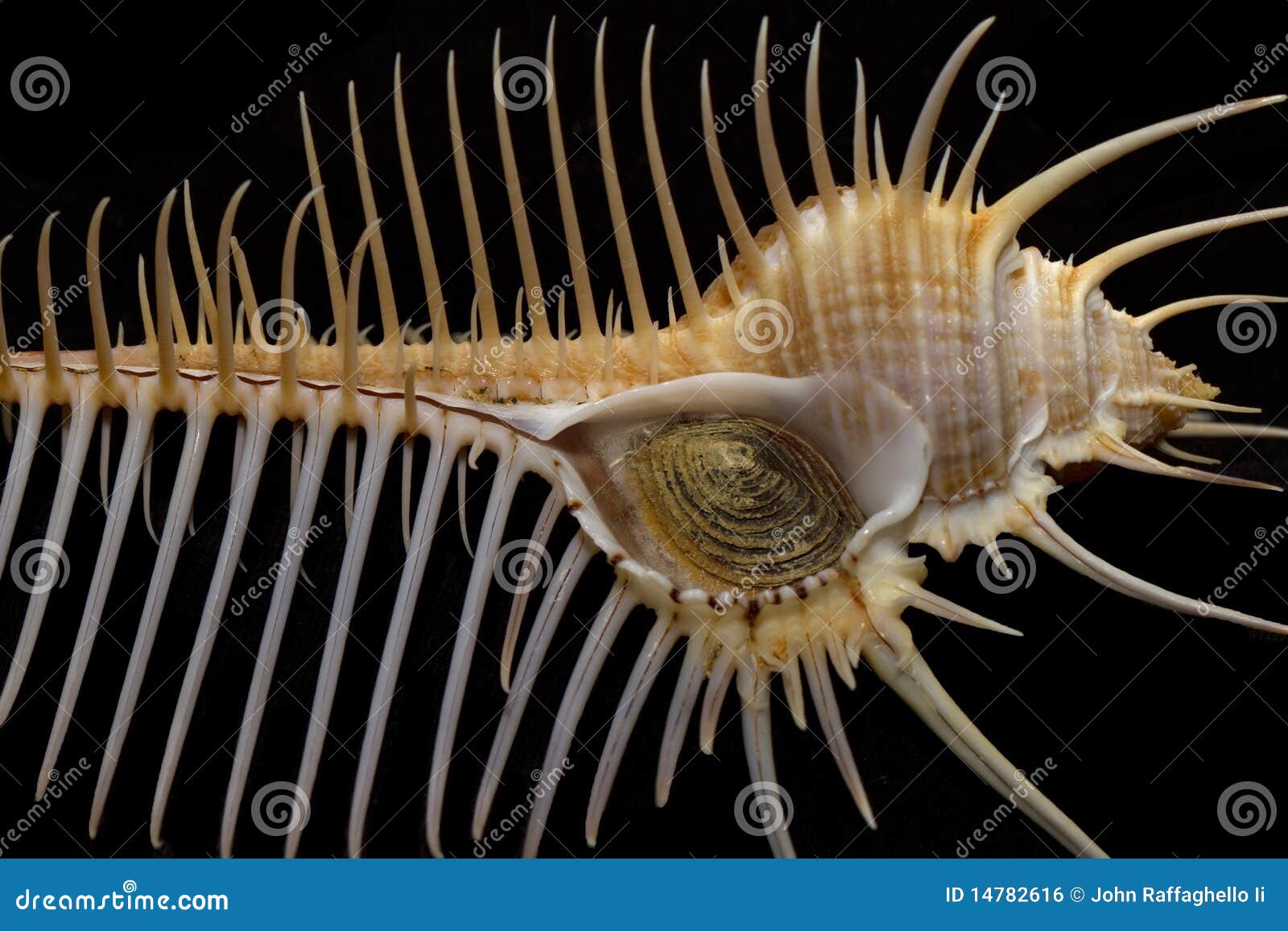 Spiney Fish Known As The Striped Burrfish Swimming Underwater Royalty ...