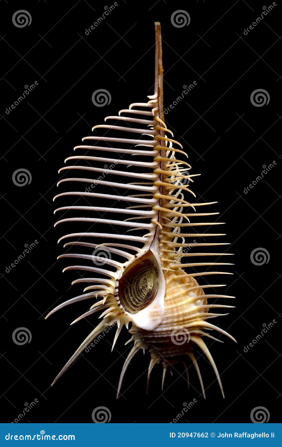 Spiney Fish Known As The Striped Burrfish Swimming Underwater Royalty ...