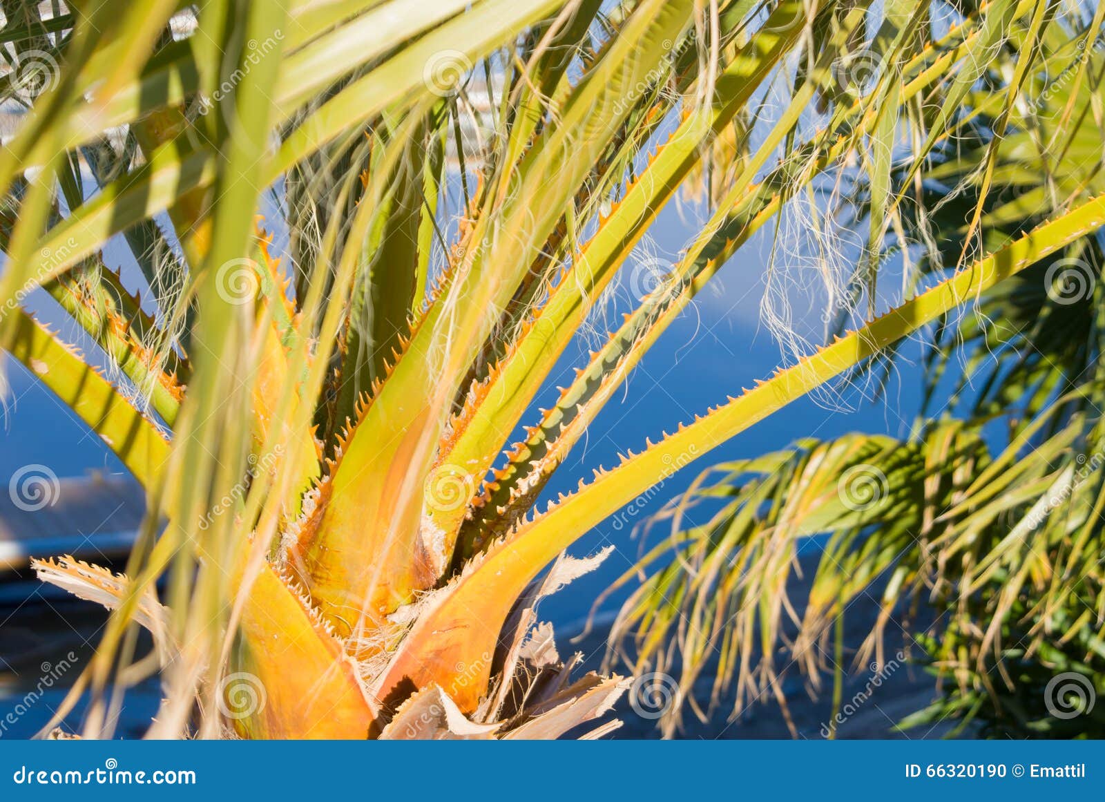 Spiney palm fronds stock photo. Image of leaf, flora - 66320190