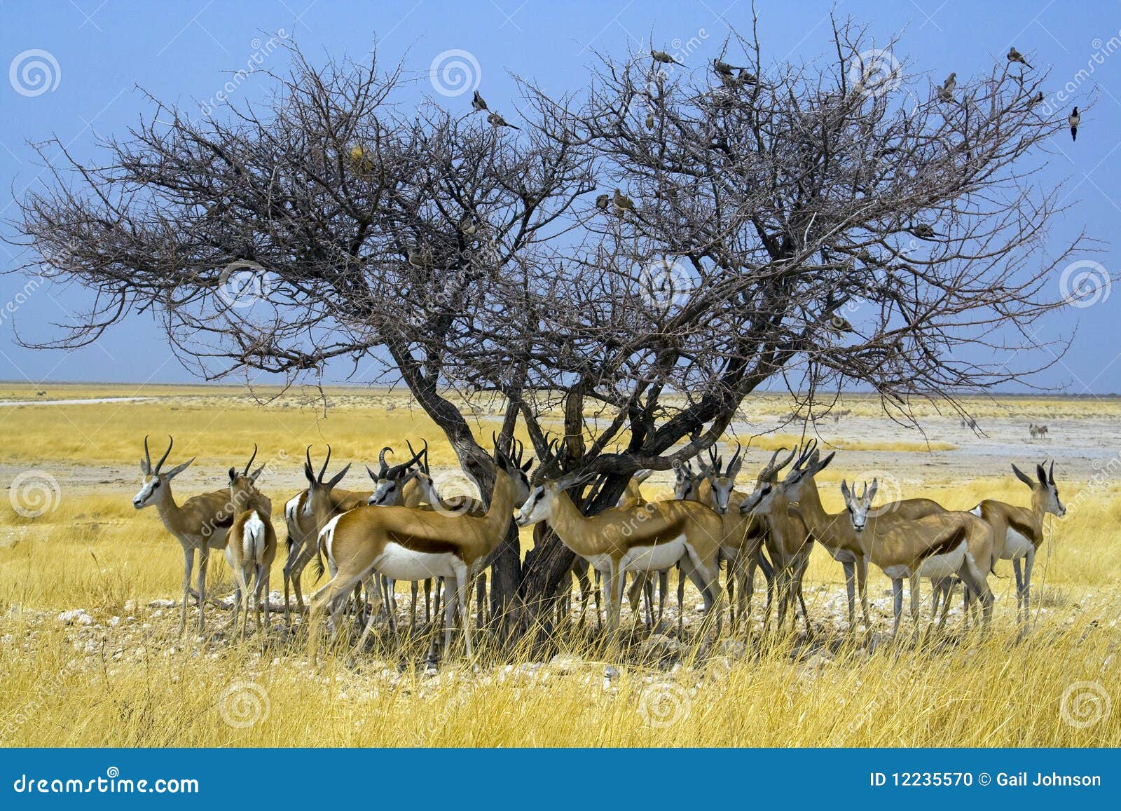 Spingbok stock photo. Image of game, national, salt, great - 12235570