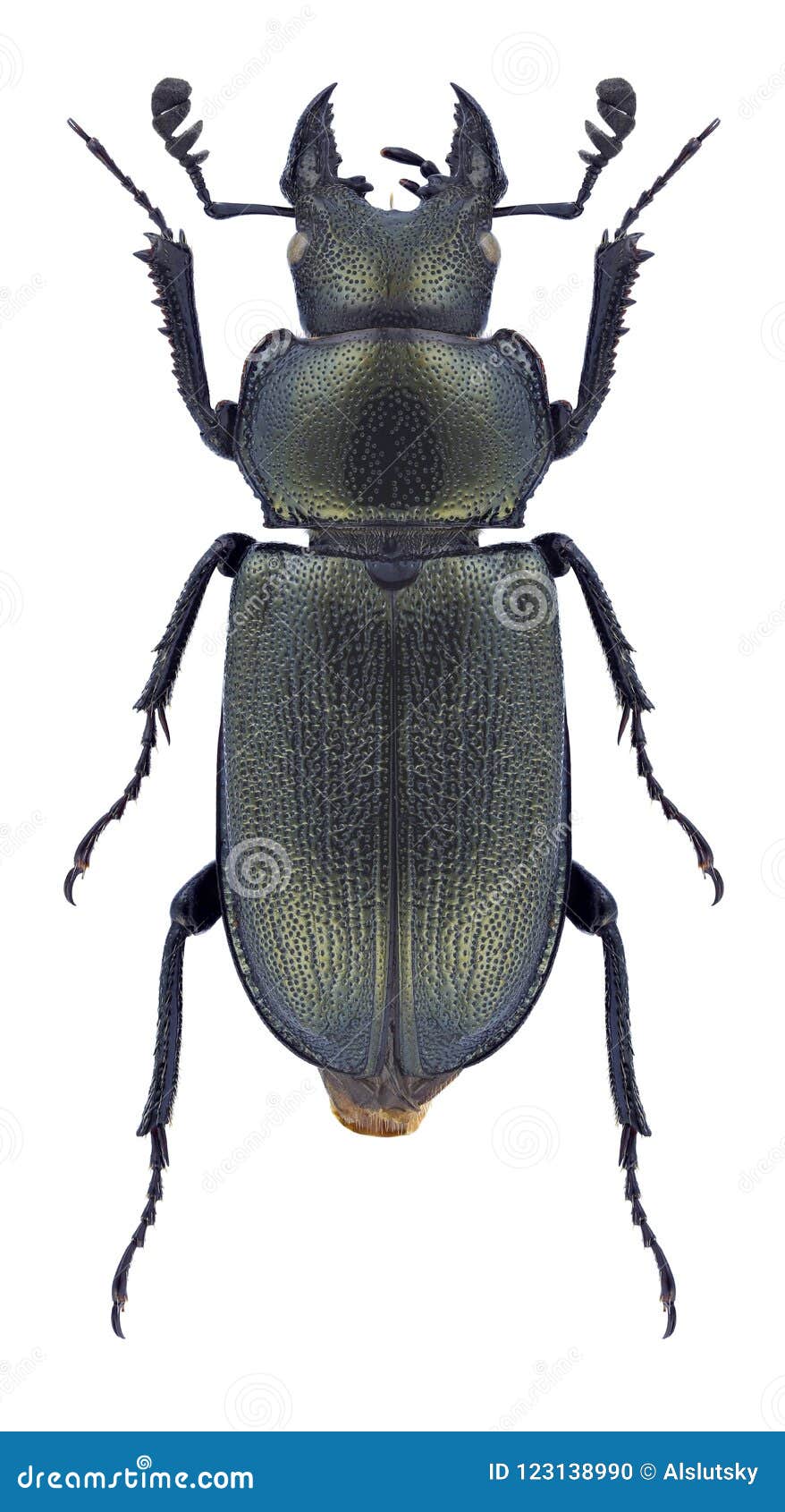 Spinifer De Platycerus Del Escarabajo Foto de archivo - Imagen de ...
