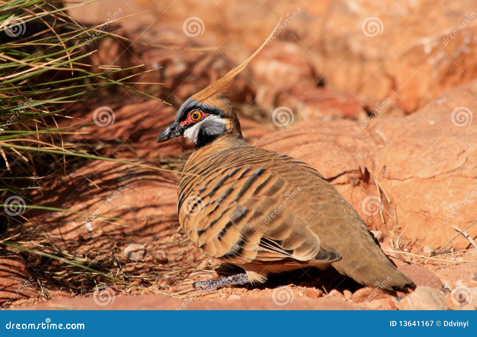 Spinifex Pigeon stock image. Image of spinifex, australia - 13641167