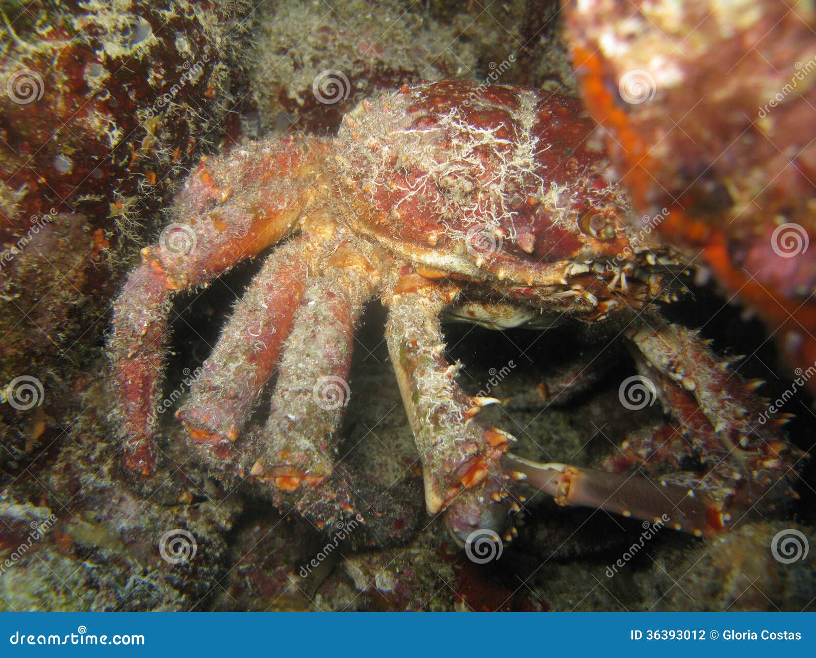 Spinkrab stock foto. Image of duiker, oceaan, snorkel - 36393012