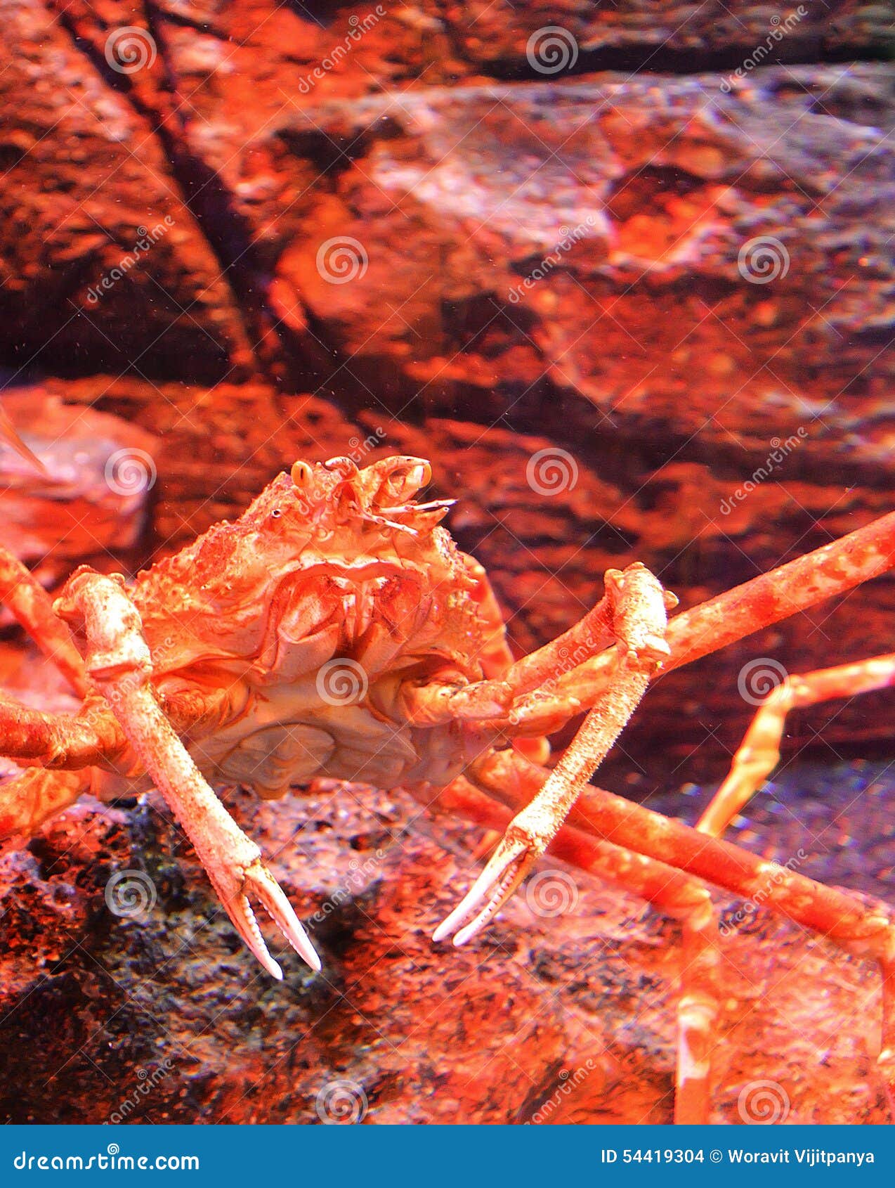 Spinkrab stock foto. Image of spin, voedsel, overzees - 54419304