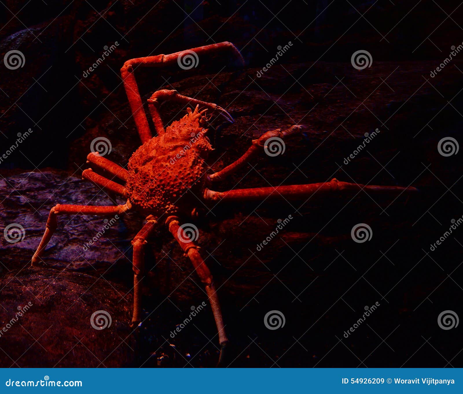 Spinkrab stock afbeelding. Image of twintig, geleedpotige - 54926209