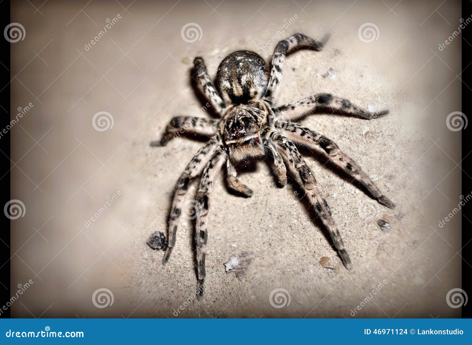 Spinne Tarantula stockfoto. Bild von klasse, trocken - 46971124