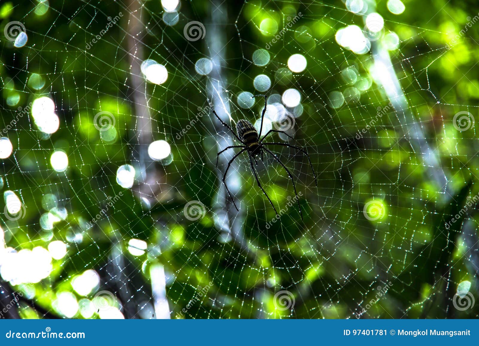Spinne und Spinnennetz stockbild. Bild von himmel, anpassung - 97401781