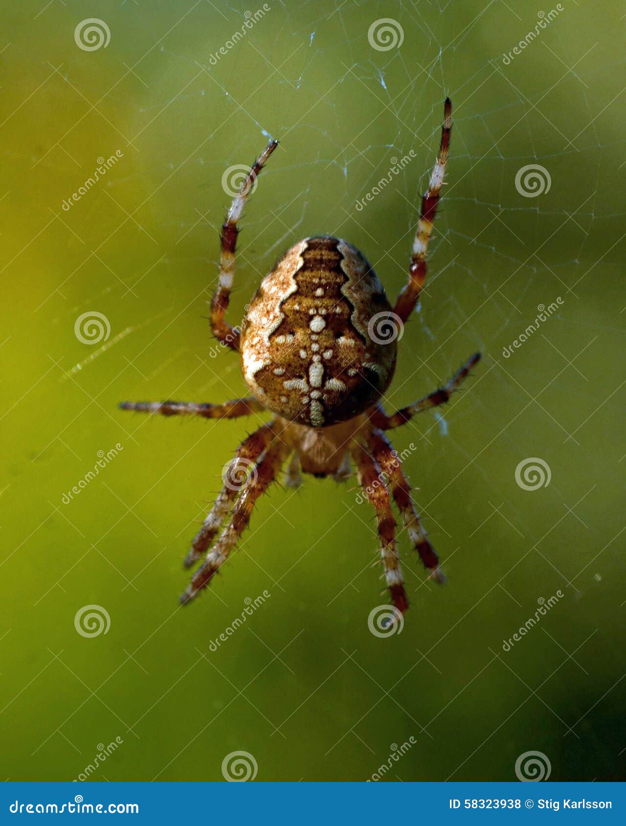 Spinnen mit einem Kreuz stockfoto. Bild von insekt, gelb - 58323938 Spinnen mit einem Kreuz stockfoto. Bild von insekt, gelb - 58323938
