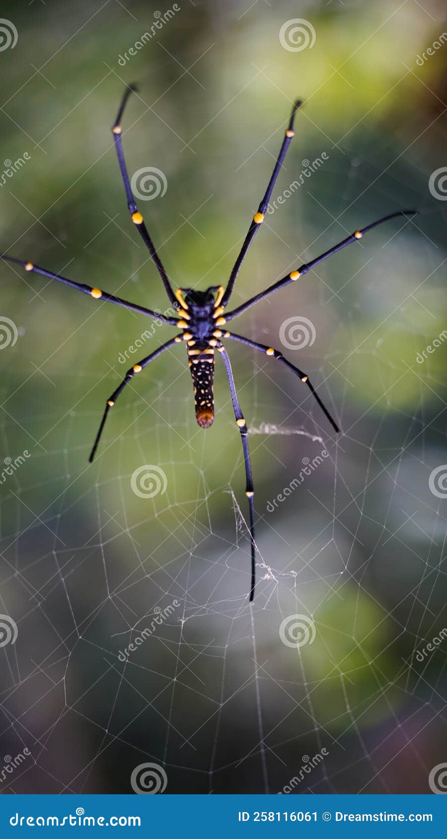 Spinnen Nephila Pilipes Mit Netz Oder Kemlandingan in Java Stockbild ...