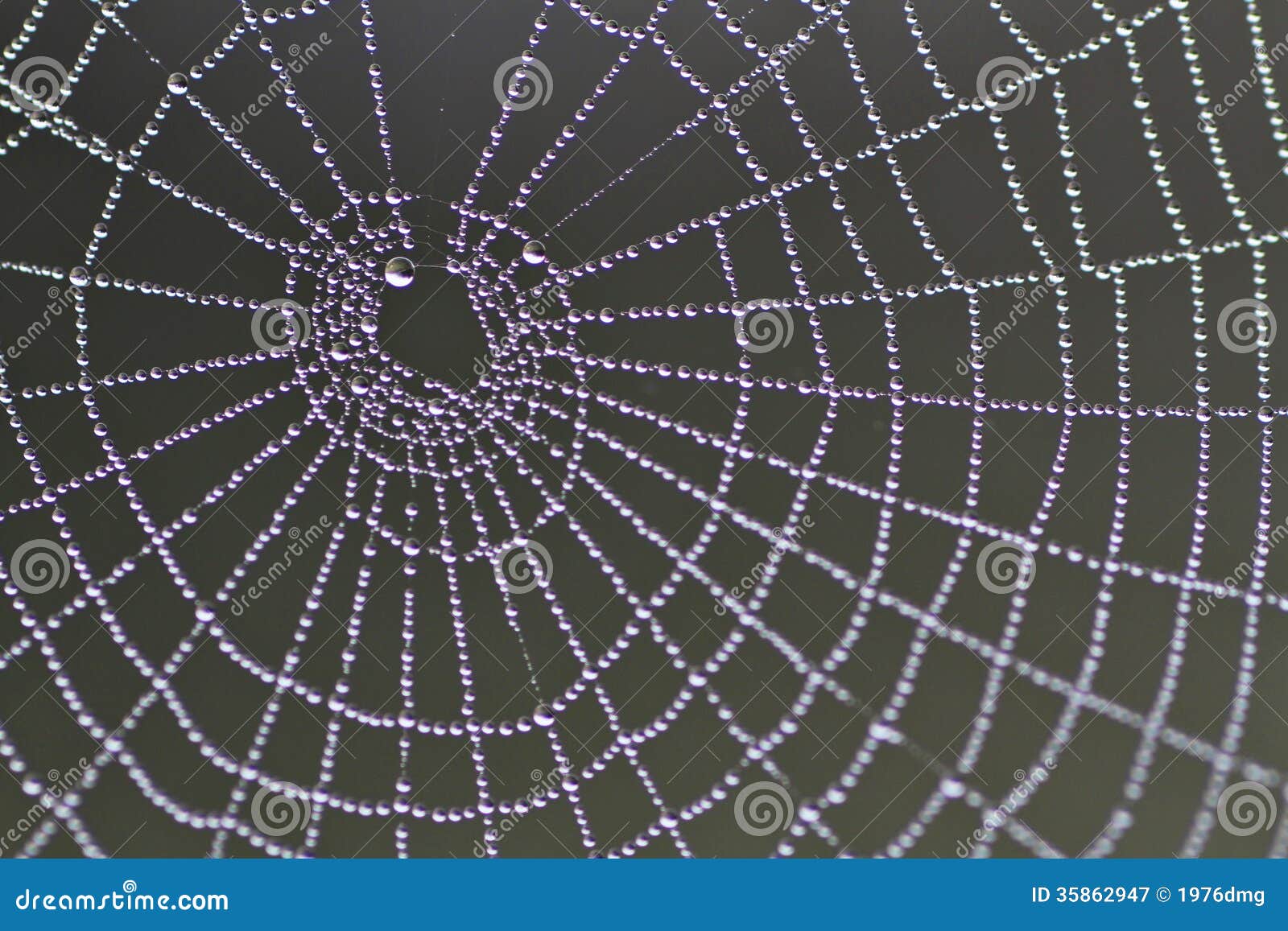 Spinnen-Netz stockbild. Bild von natalia, fein, spinnen - 35862947