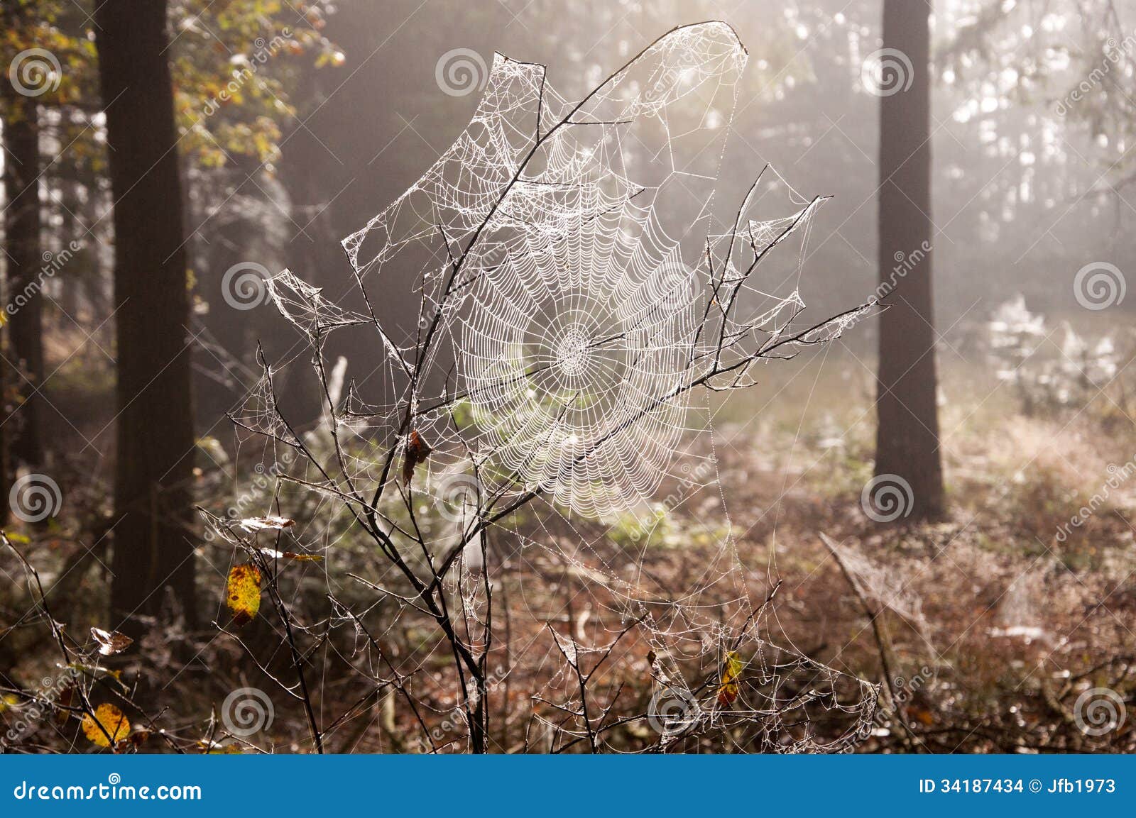 Spinnennetz 1 stockfoto. Bild von baum, sonne, früh, netzwerk - 34187434