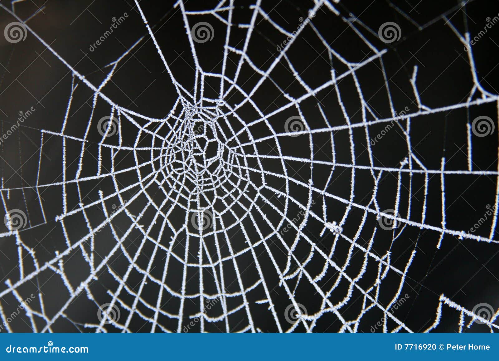 Spinnennetz stockfoto. Bild von spinne, frost, mitte, falle - 7716920