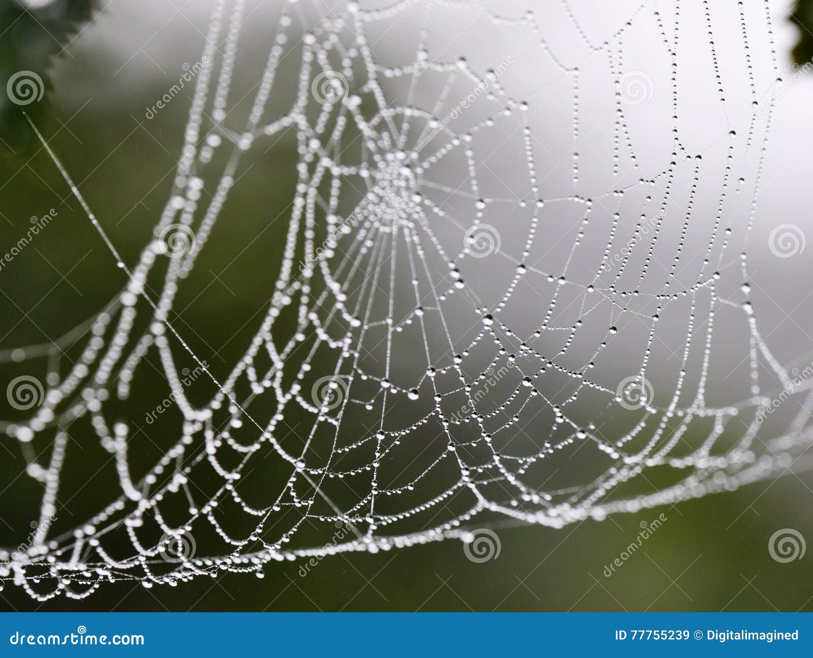 Spinnennetz stockbild. Bild von netz, makro, nebel, frech - 77755239