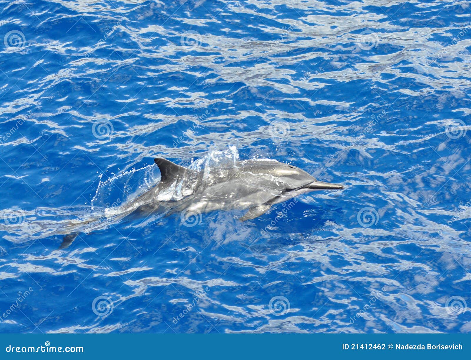 Spinner dolphin stock photo. Image of hawaii, swim, dolphin - 21412462