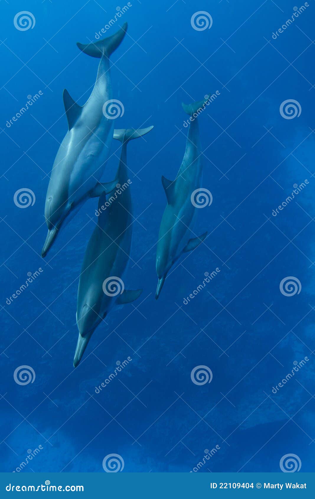 Spinner Dolphin stock photo. Image of island, pacific - 22109404