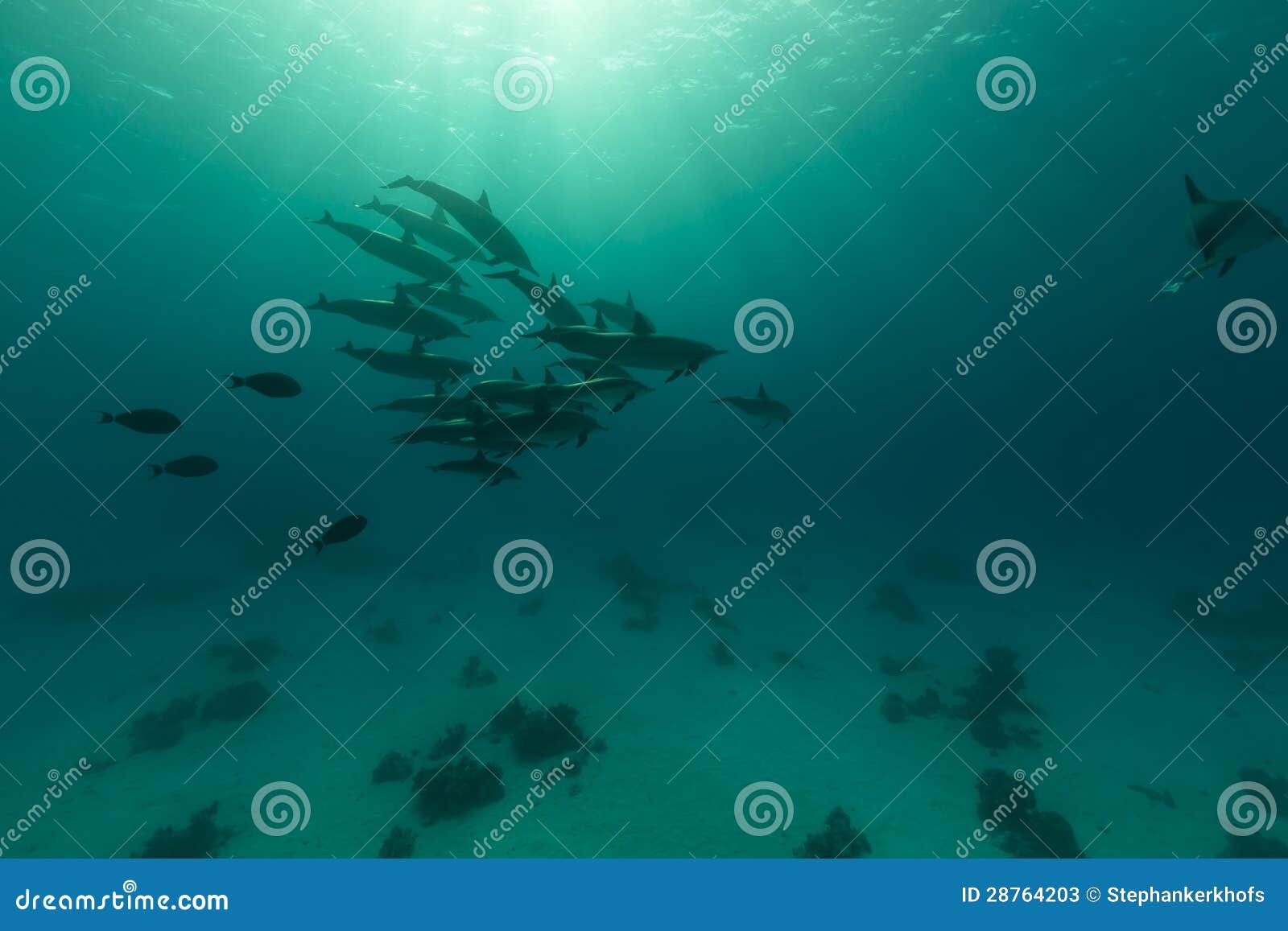 Spinner Dolphin (stenella Longirostris) Pod in the Red Sea. Stock Image ...