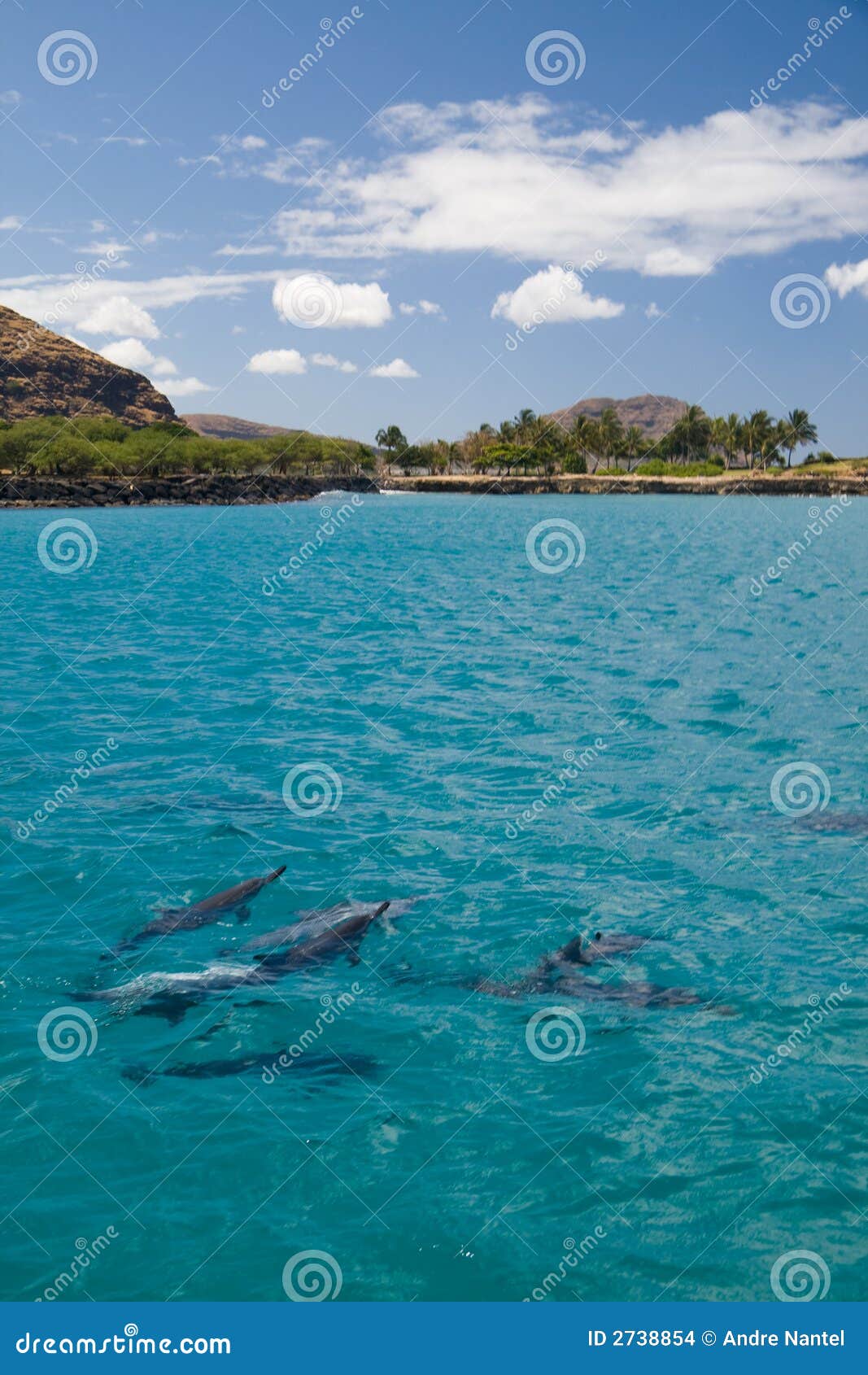 Spinner Dolphins stock photo. Image of dolphins, pacific - 2738854