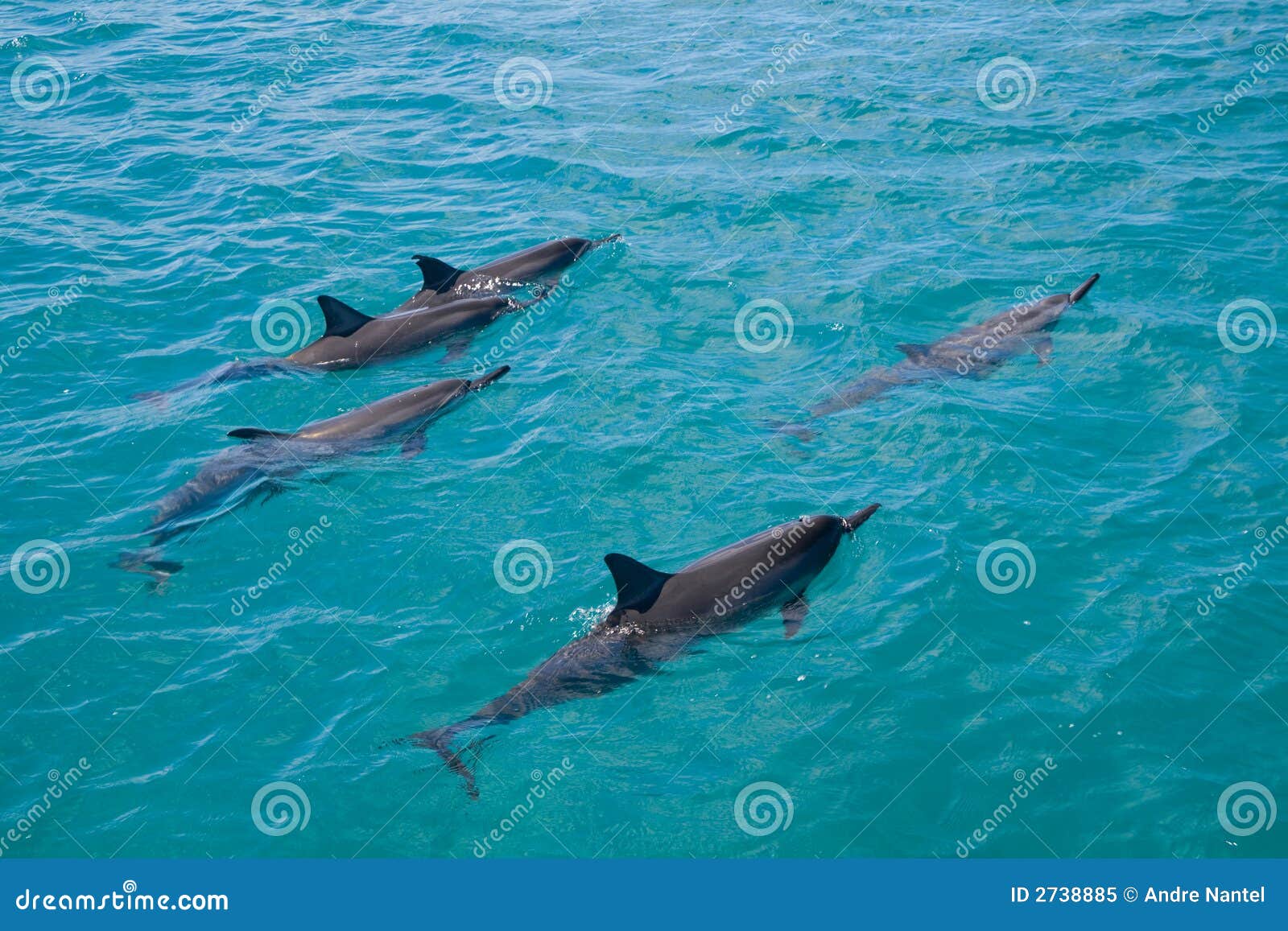 Spinner Dolphins stock image. Image of marine, mammals - 2738885