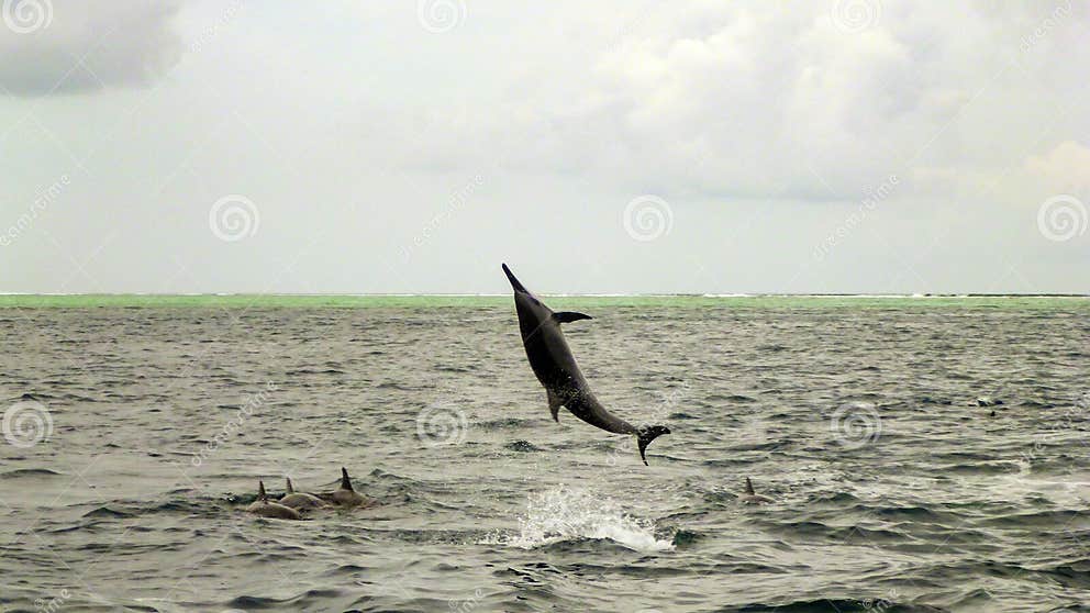 Spinner Dolphins is Jumping in Maldives. Stock Photo - Image of ...