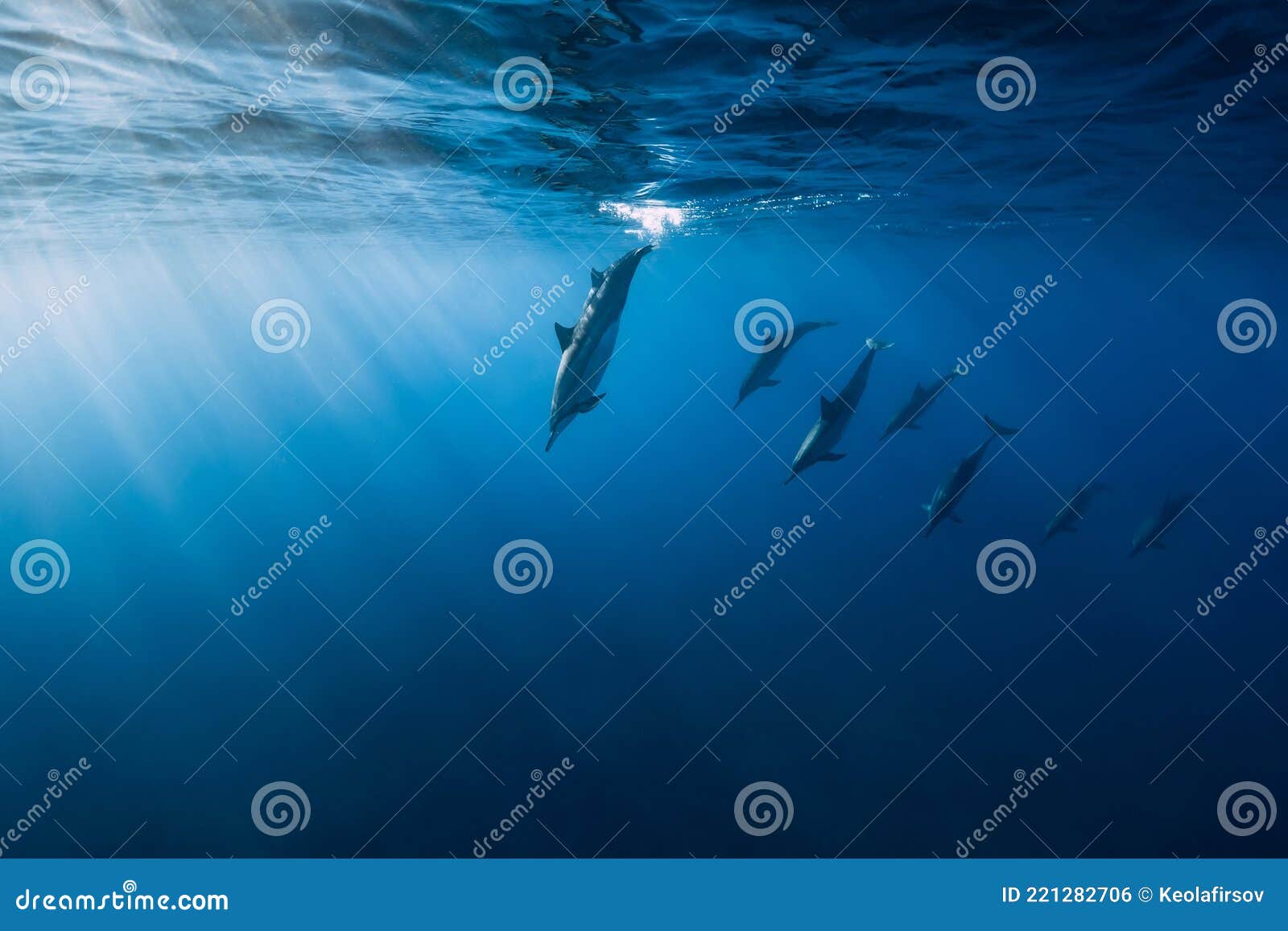Spinner Dolphins Underwater in Blue Ocean. Dolphins Dive in Ocean Stock ...