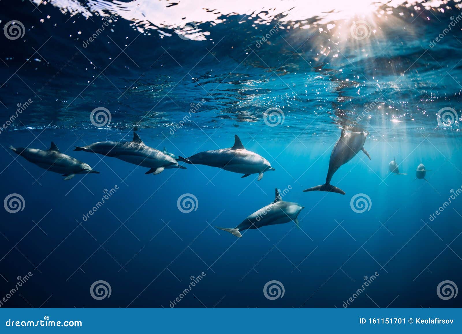 Spinner Dolphins Underwater in Blue Ocean. Dolphin Family Stock Image ...