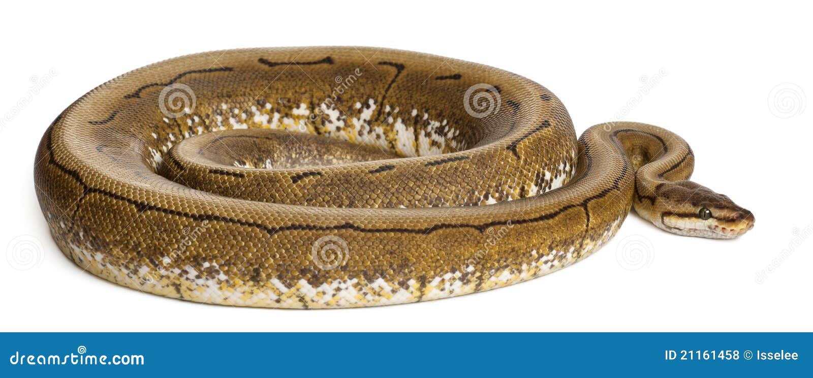 Royal / Ball Python Baby Snakes Royalty-Free Stock Photo ...