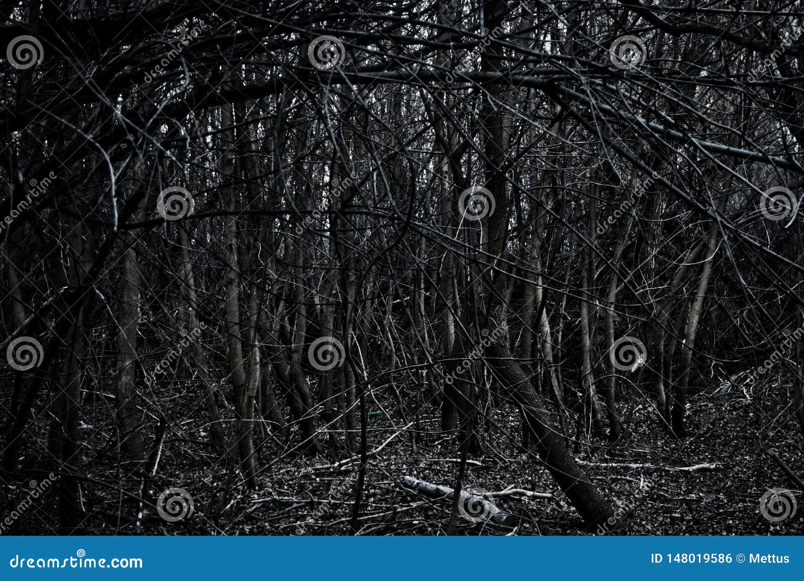 Silhouettes Of Scare Tree With Sunset Background Stock Photo ...
