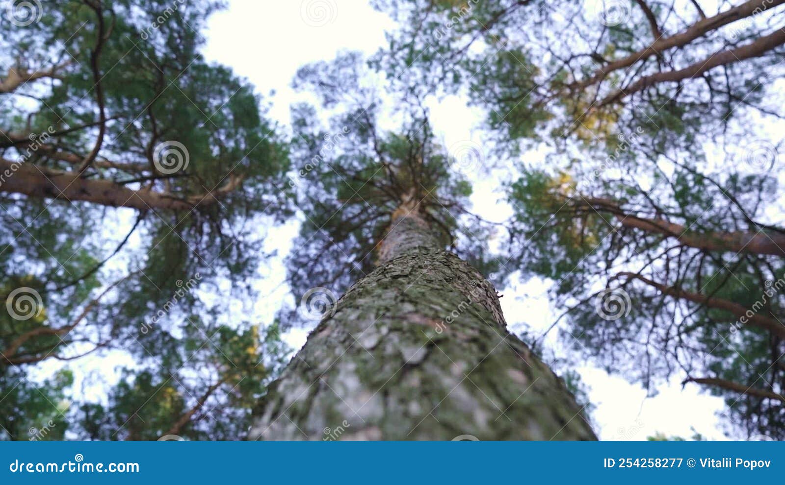 Spinning Around Trunk in Tree Canopy in Pine Tree Forest on Spring Day ...
